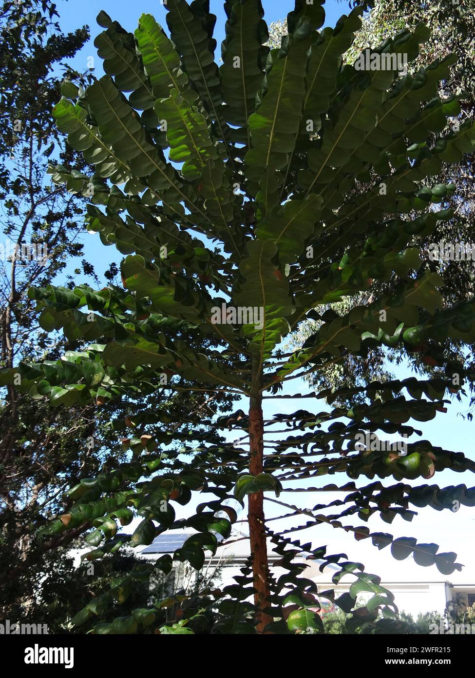 Capturing the ethereal essence of nature, 'Cerulean Bloom' unfolds in a ...