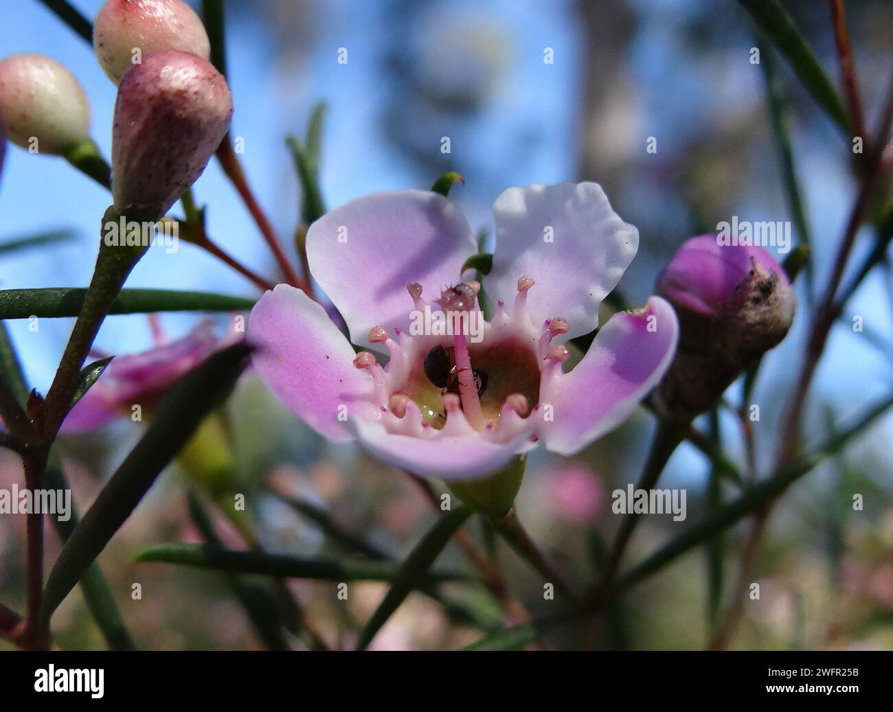 Capturing the ethereal essence of nature, 'Cerulean Bloom' unfolds in a ...