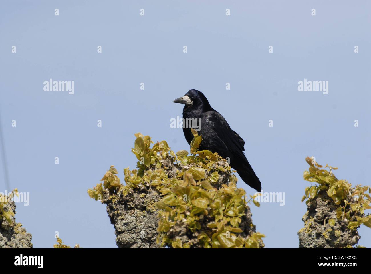 DragorCopenhagen / Denmark. 13 May 2016 Single crow / Photo. Francis ...