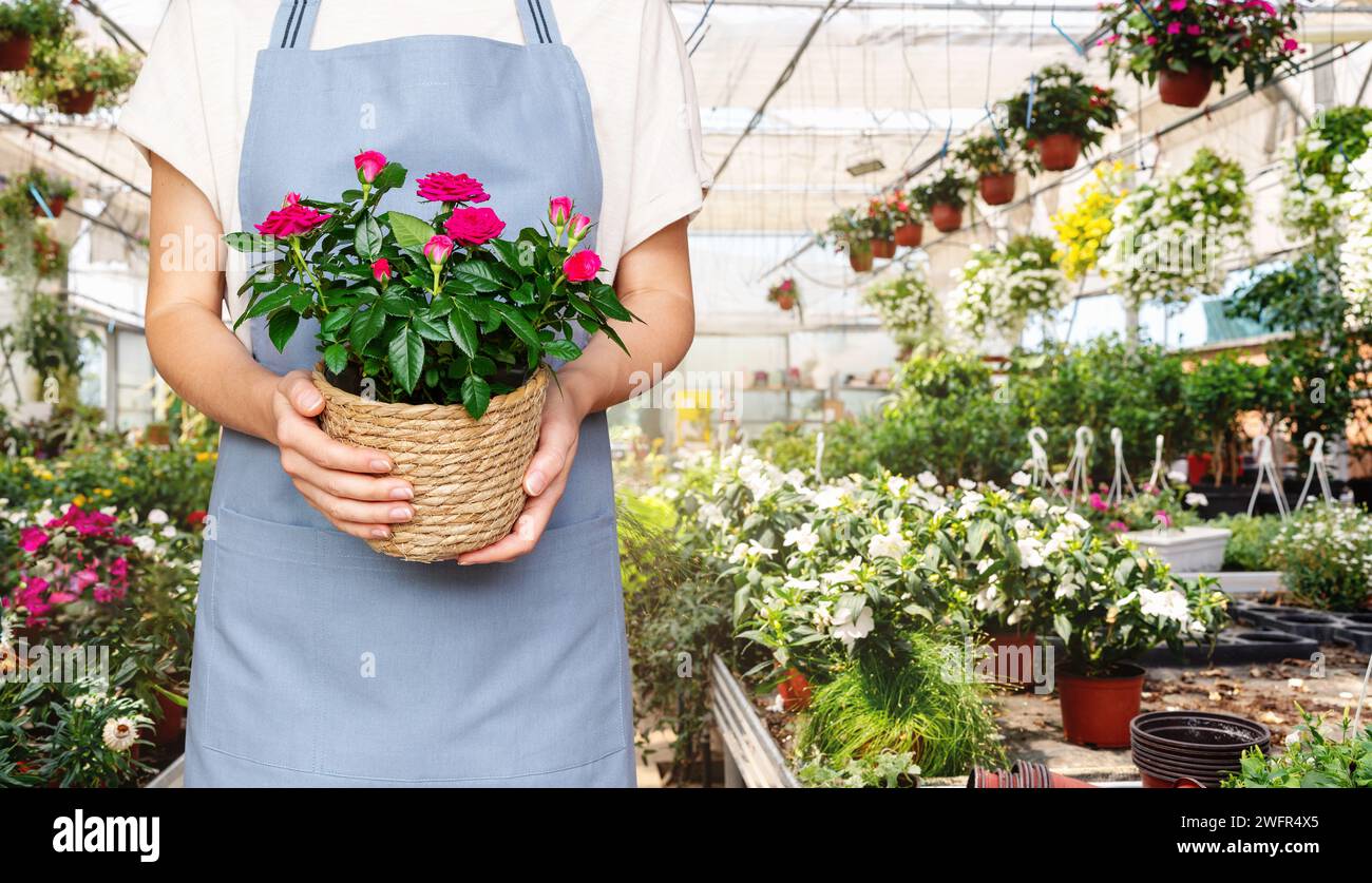 Female worker of plant nursery stands inside of industrial greenhouse and holding potted flowers ...