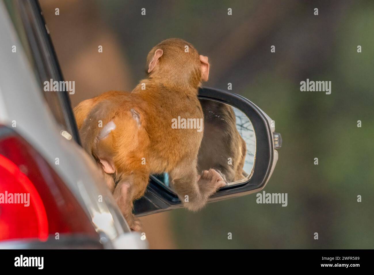 The monkey tries to find the tricky monkey it can see in the mirror ...