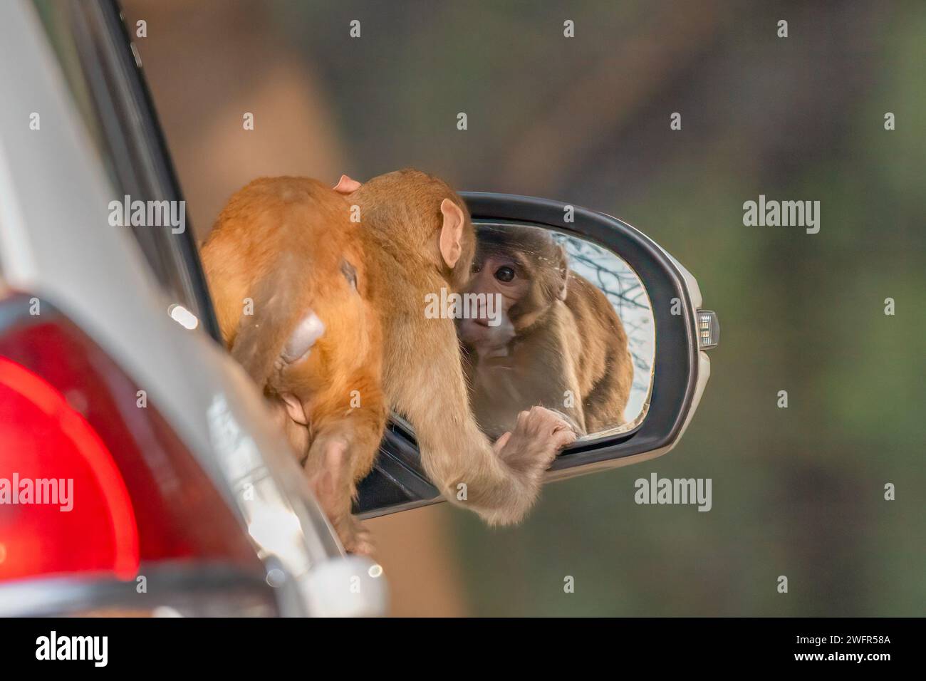 First time seeing its own reflection CHANDIGARH, INDIA ADORABLE IMAGES ...