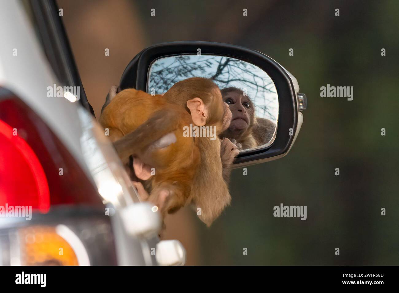 The monkey tries to sneak up on the reflection CHANDIGARH, INDIA ...