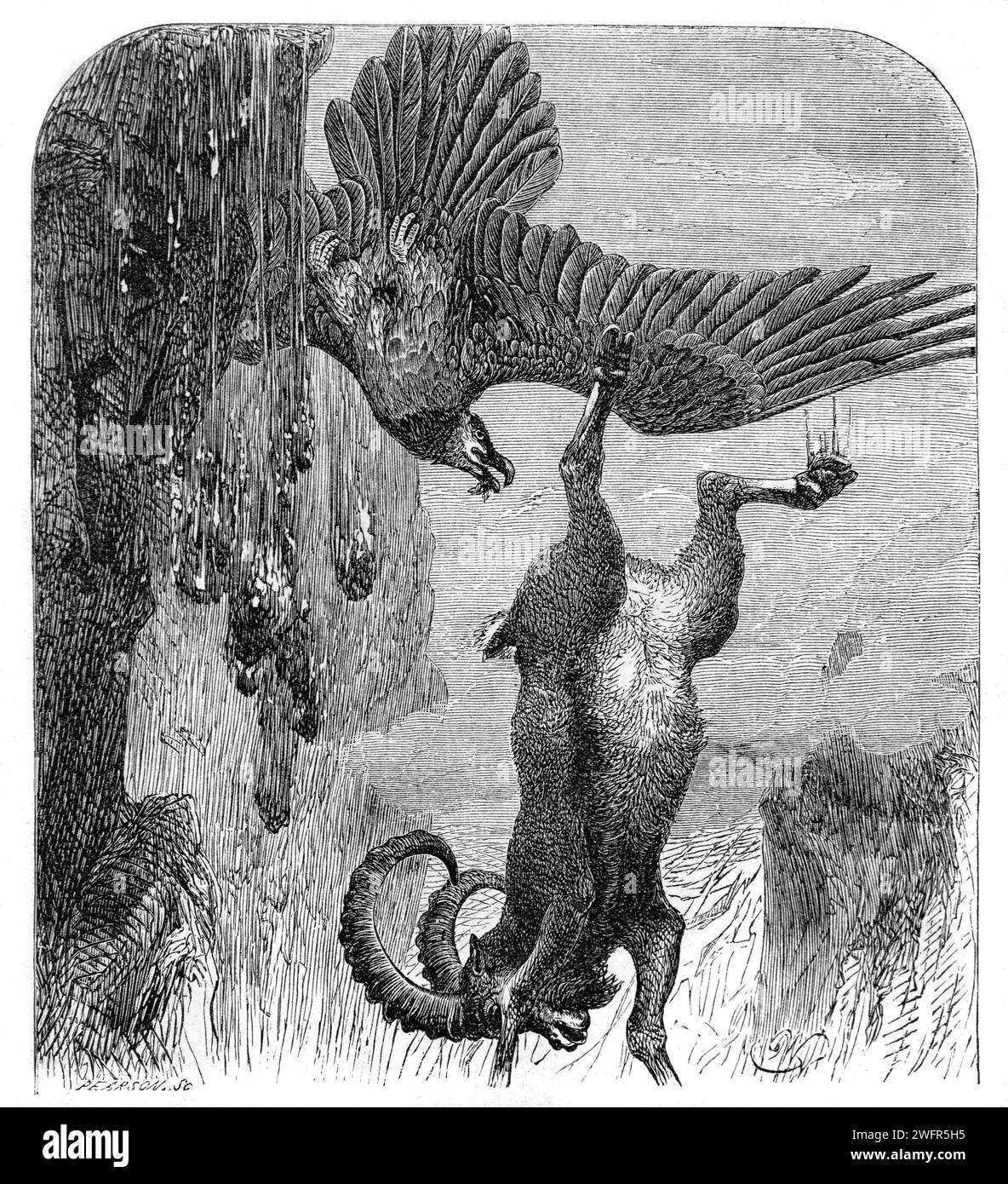 Golden Eagle, Aquila Chrysaetos, Hunting Siberan Ibex, Capra sibirica ...