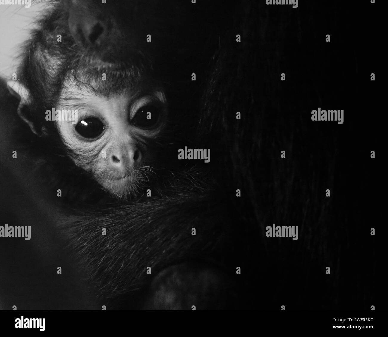 Close up spider monkey Black and White Stock Photos & Images - Alamy