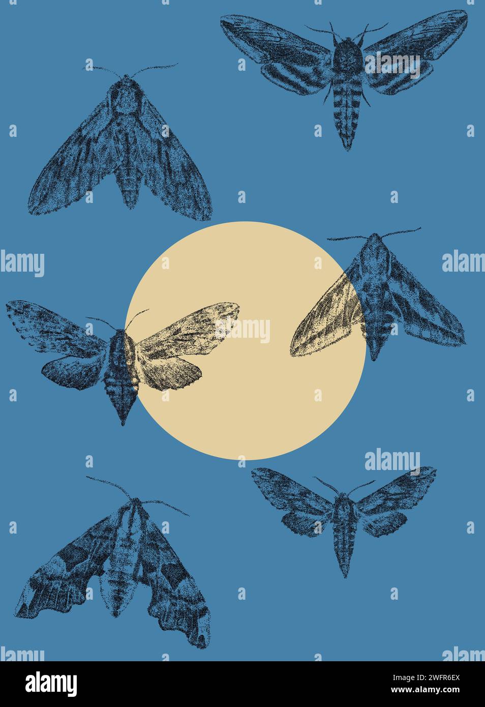 Moths on black hi-res stock photography and images - Alamy