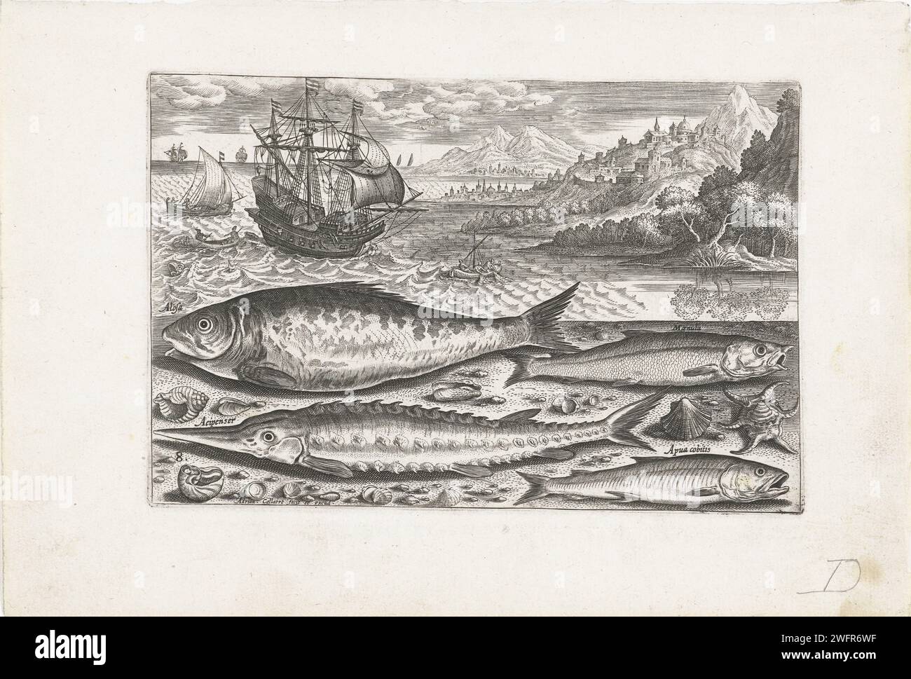 Four fish on the beach, after 1598 - 1618 print A team, a sturgeon, a ...