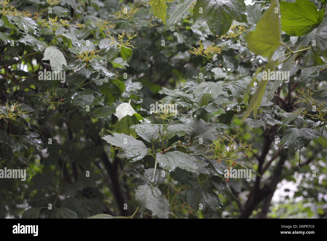 A large bush of young viburnum with a large number of leaves on it. A ...