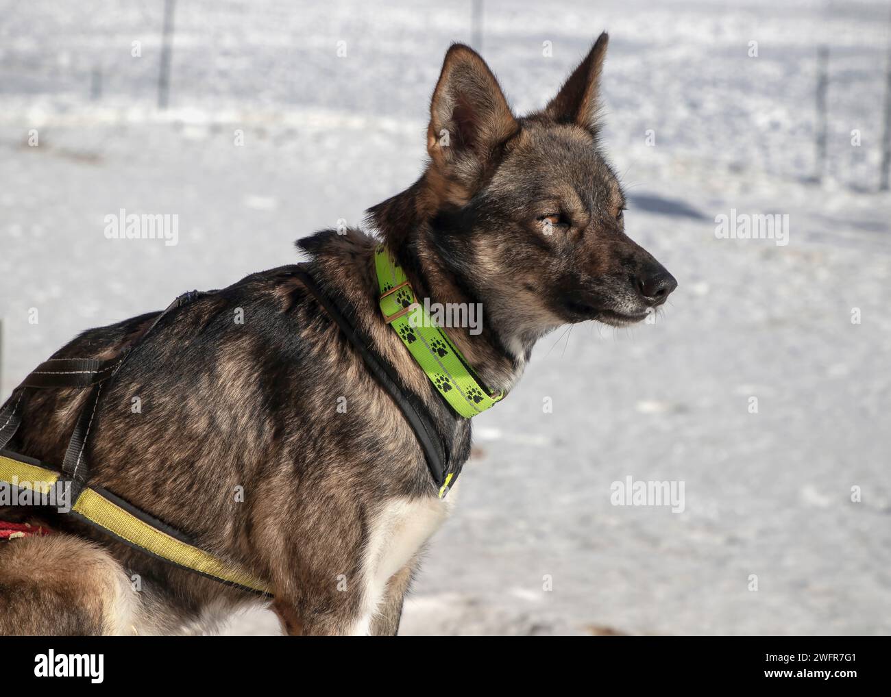 A wolfhound, the leader of a sled dog team, sunbathing at the Mont ...