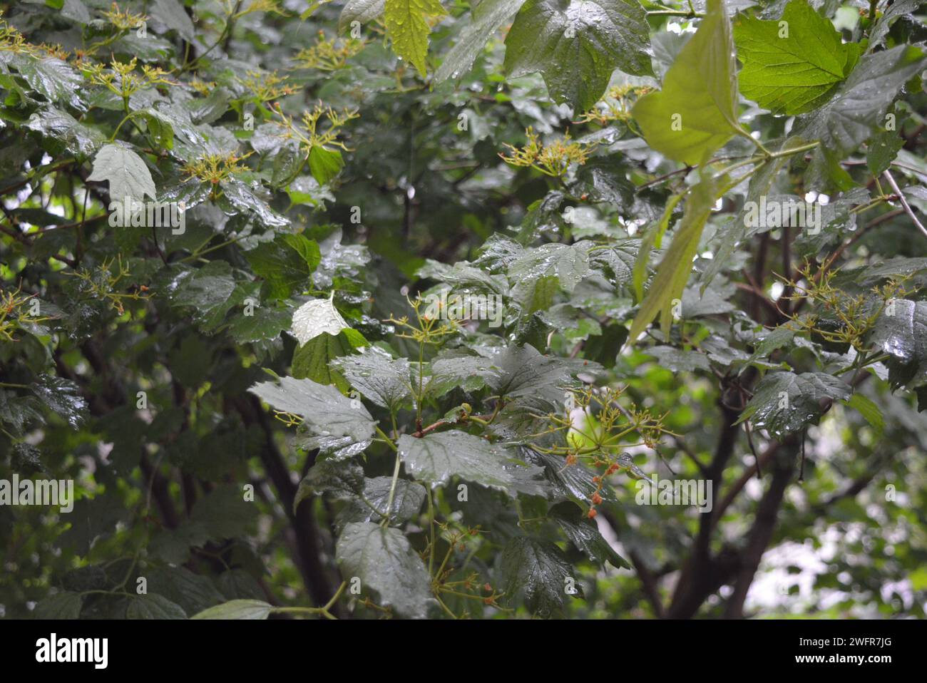 A large bush of young viburnum with a large number of leaves on it. A ...
