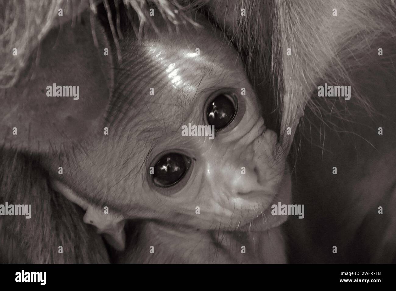 A closeup portrait of a baby monkey within the hug of its mother in ...