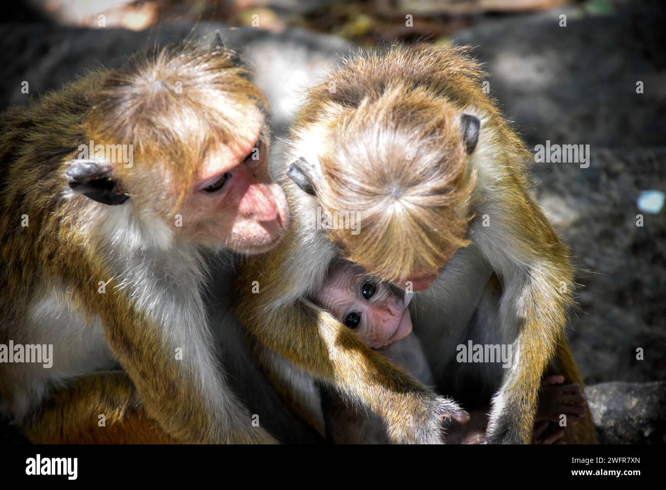 Monkeykingdom hi-res stock photography and images - Alamy