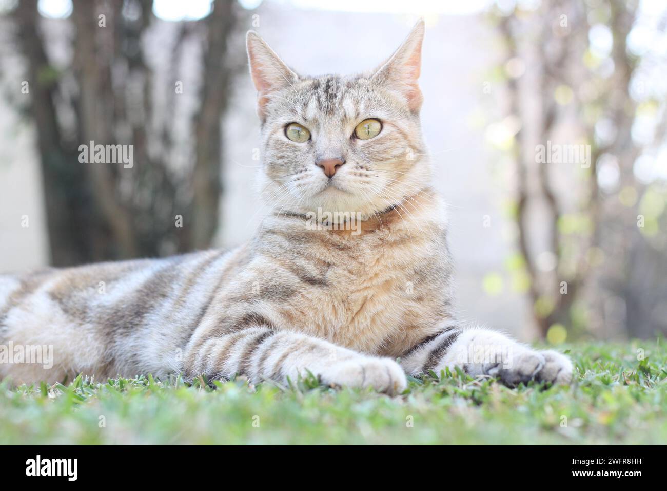 Cat strips hair hi-res stock photography and images - Alamy