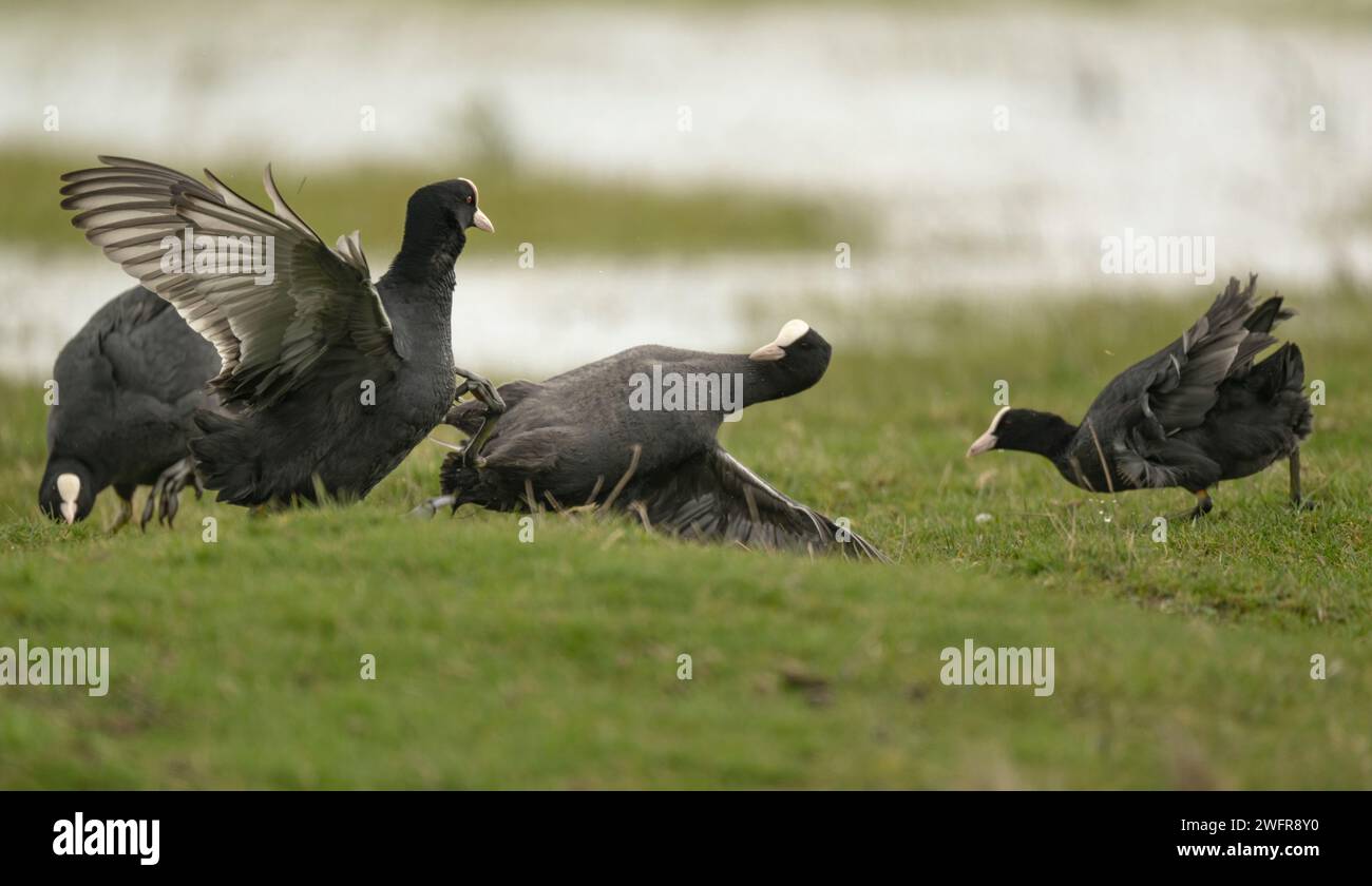 The fight club of coots UK WILD IMAGES of four coots ganging up on each ...