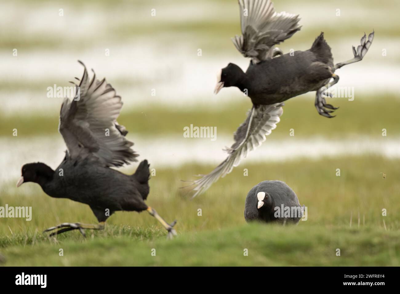 Four eager hi-res stock photography and images - Alamy