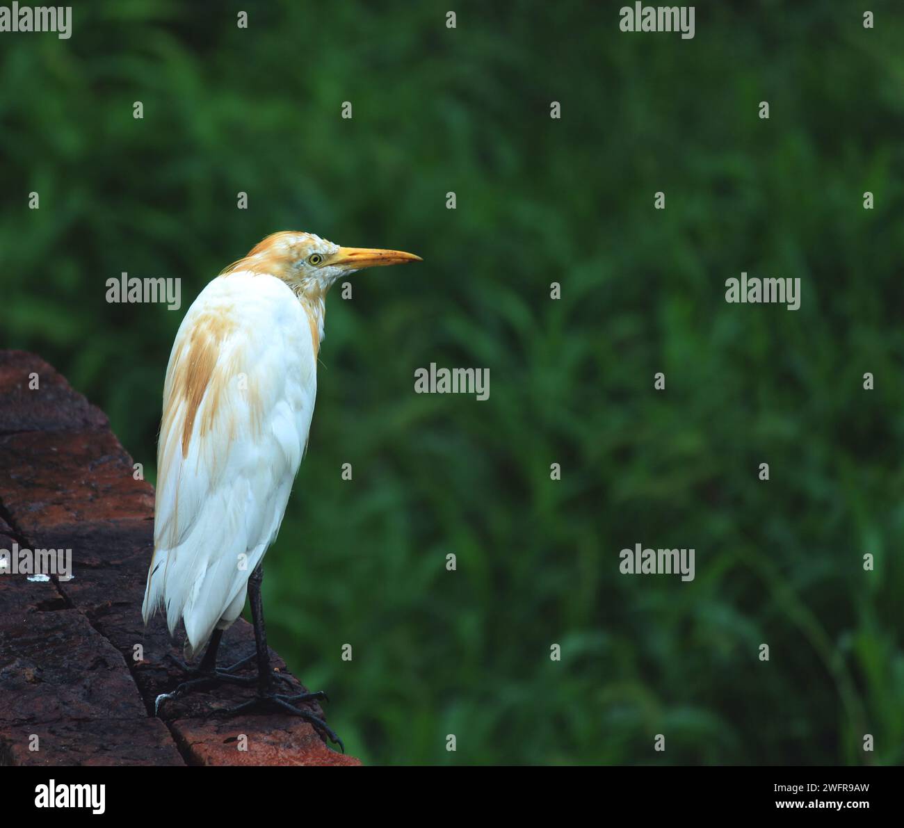Bird shelter rain hi-res stock photography and images - Alamy