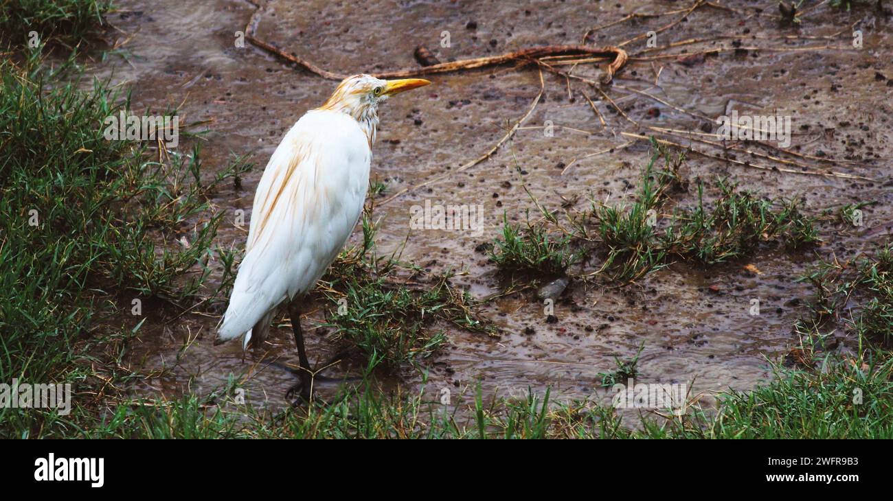 bird drenched in downpore in rain Stock Photo - Alamy