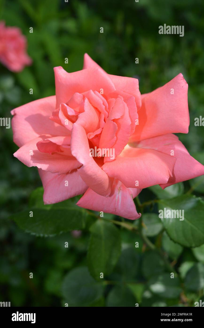 Fabulous photos of bright neon pink roses, rose petals, beautiful color ...