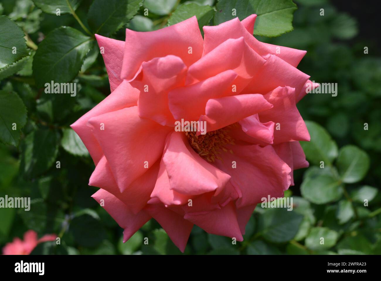 Fabulous photos of bright neon pink roses, rose petals, beautiful color ...