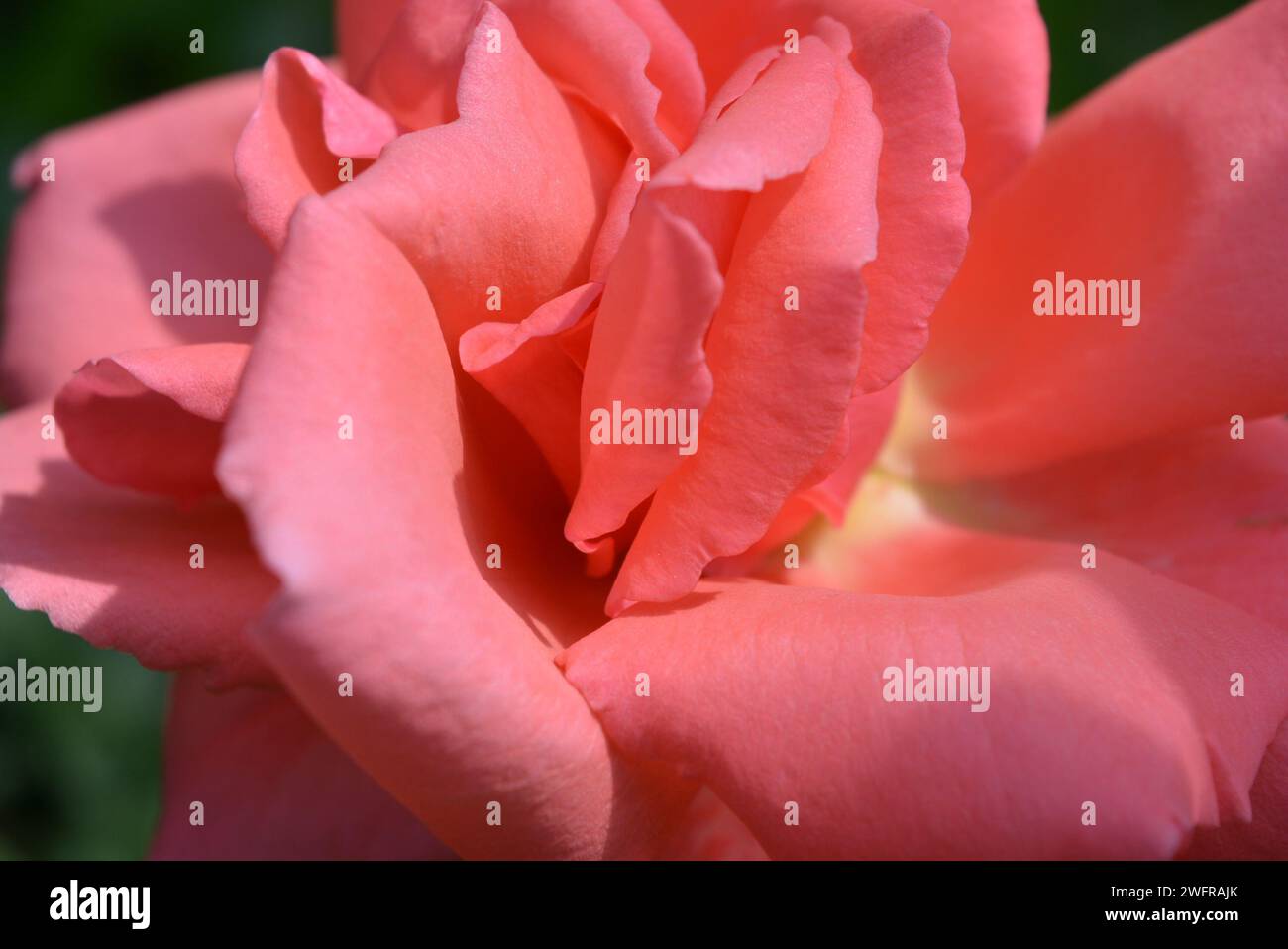Fabulous photos of bright neon pink roses, rose petals, beautiful color ...