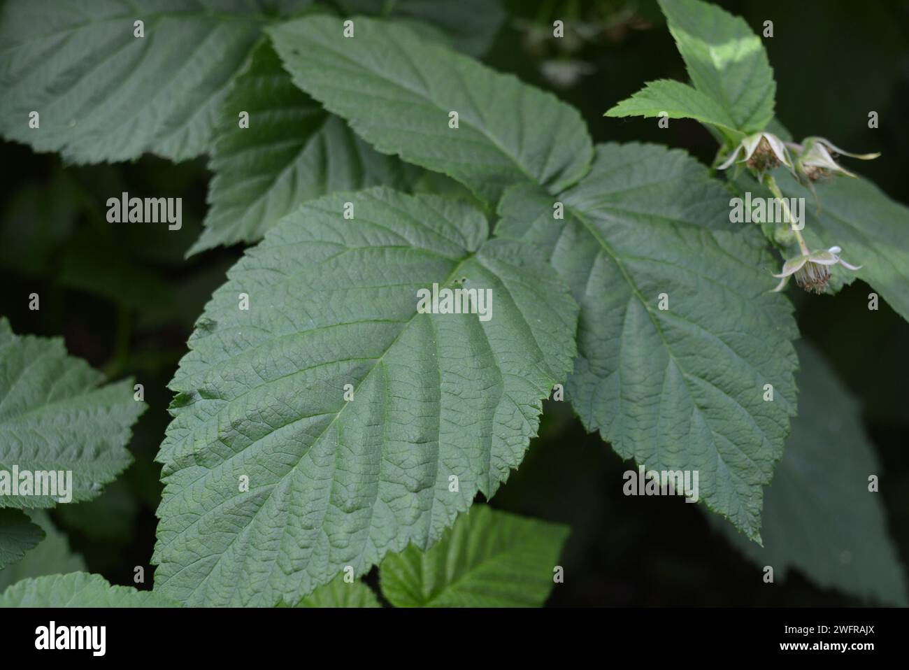 Home garden, young and green raspberry shoots with large leaves growing ...