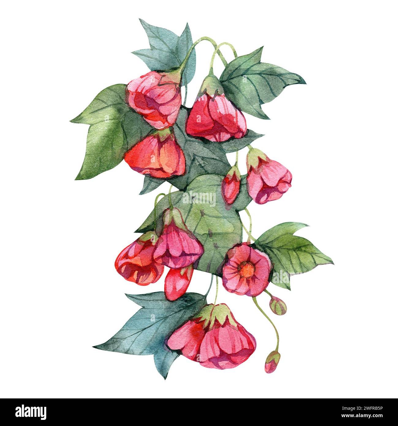 Watercolor abutilon flowers isolated on a white background, hand drawn ...