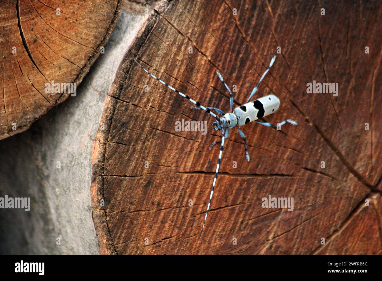 Large brown trunk beetle hi-res stock photography and images - Alamy