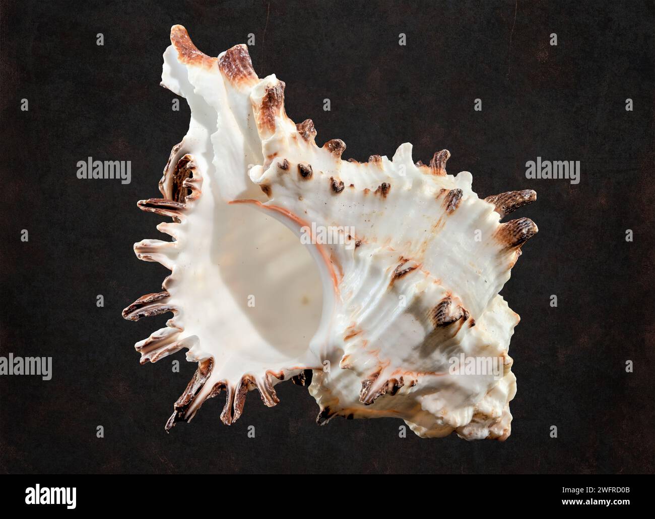 Close-up of Murex Indivia Longspine sea shell on a black background ...