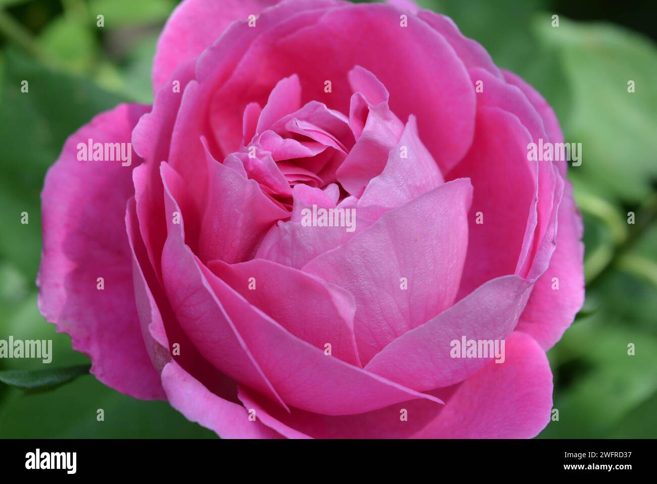 Opened rosebud after heavy rain, rose in drops of water Stock Photo - Alamy