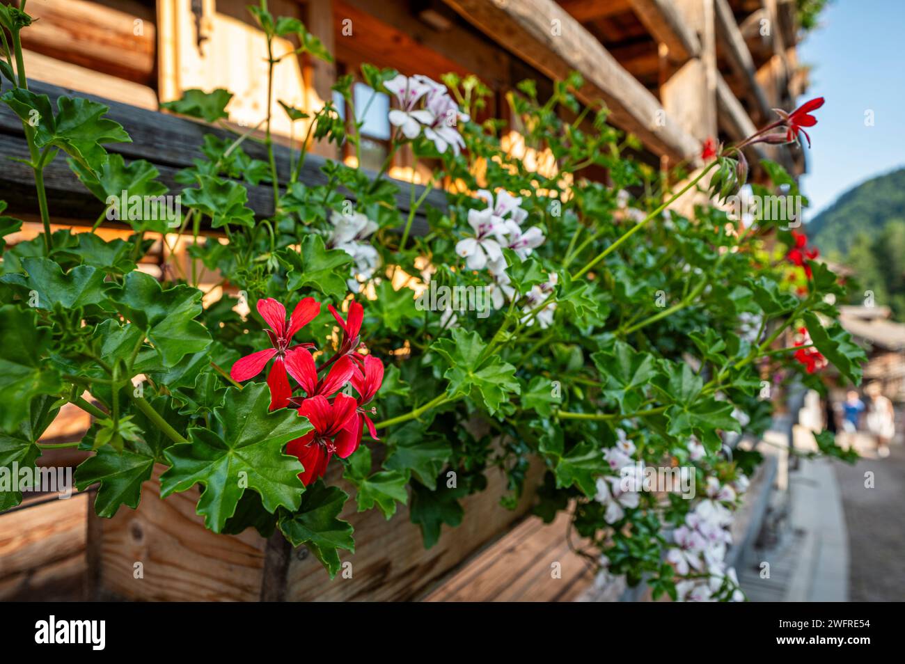 Sauris, pearl of Carnia. Ancient village with wooden and stone houses ...
