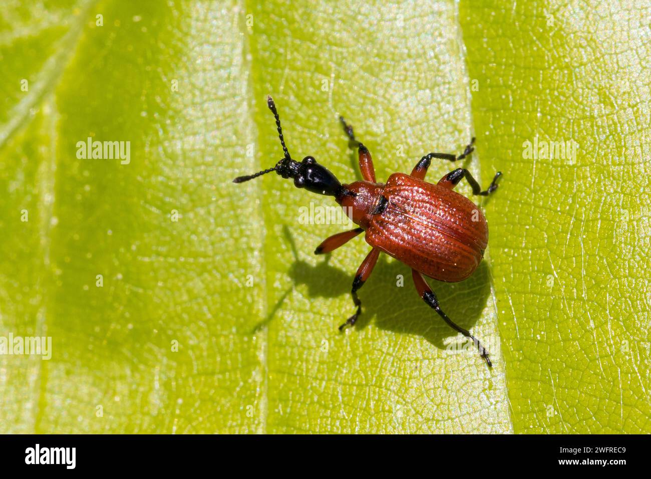 Haselblattroller, Haselblatt-Roller, Haselnuss-Dickkopfroller ...