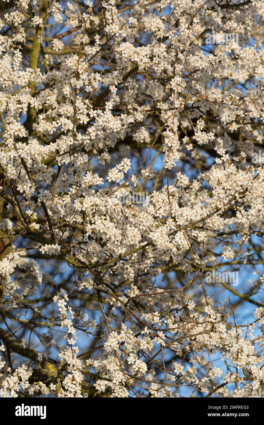 Cherry plum prunus cerasifera hi-res stock photography and images - Alamy