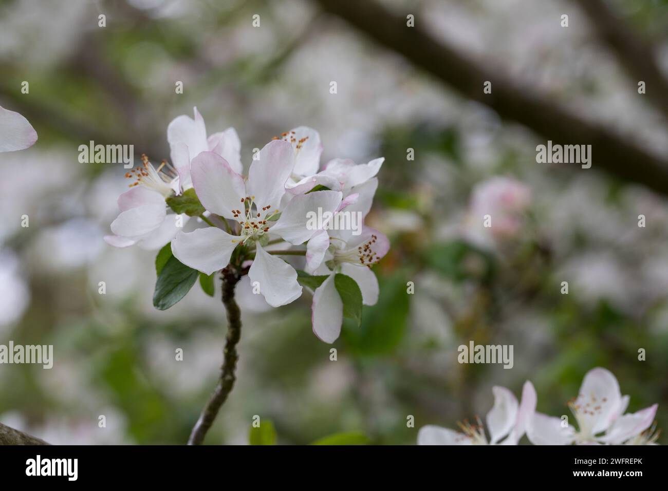 Wild-Apfel, Wilder Apfel, Holz-Apfel, Wildapfel, Holzapfel ...