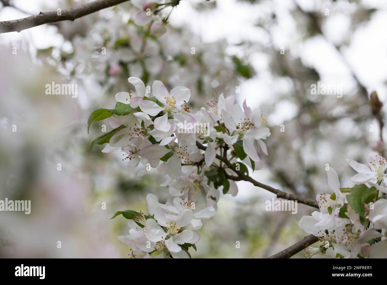 Wild-Apfel, Wilder Apfel, Holz-Apfel, Wildapfel, Holzapfel ...