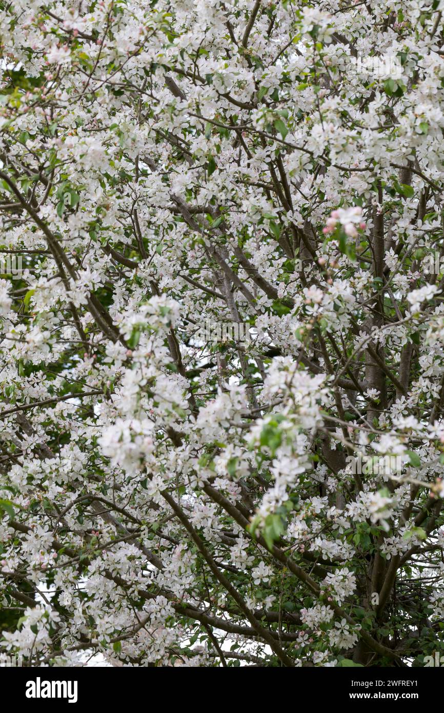 Flower of apple tree malus sylvestris hi-res stock photography and ...