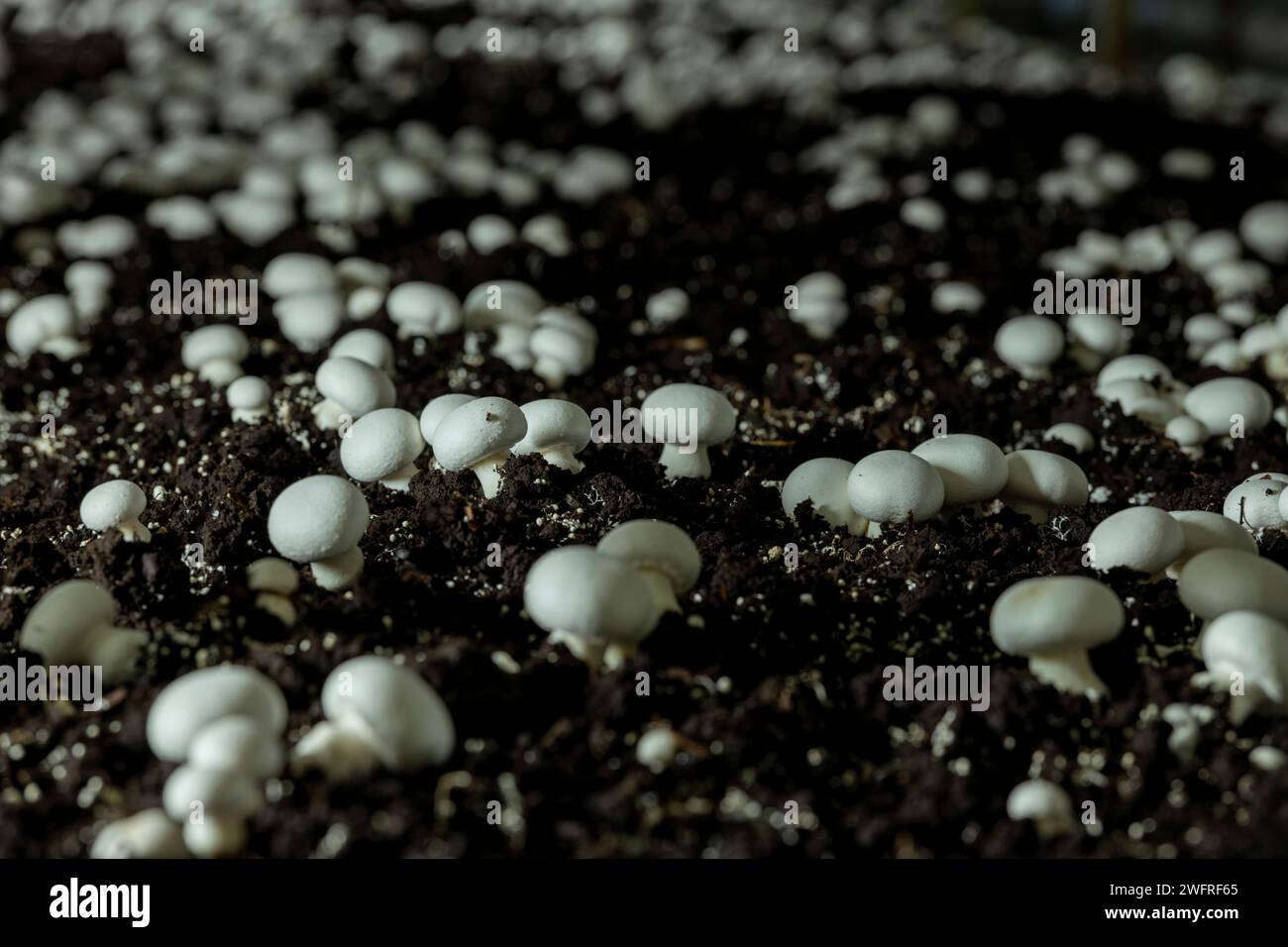 Paris mushroom (Agaricus bisporus) native to Europe and North America ...