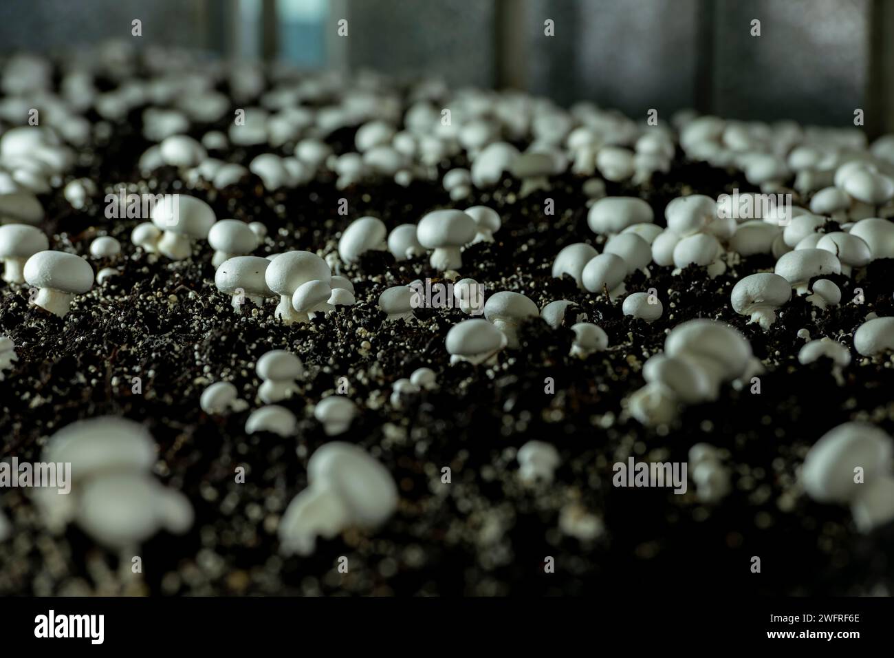 Paris mushroom (Agaricus bisporus) native to Europe and North America ...