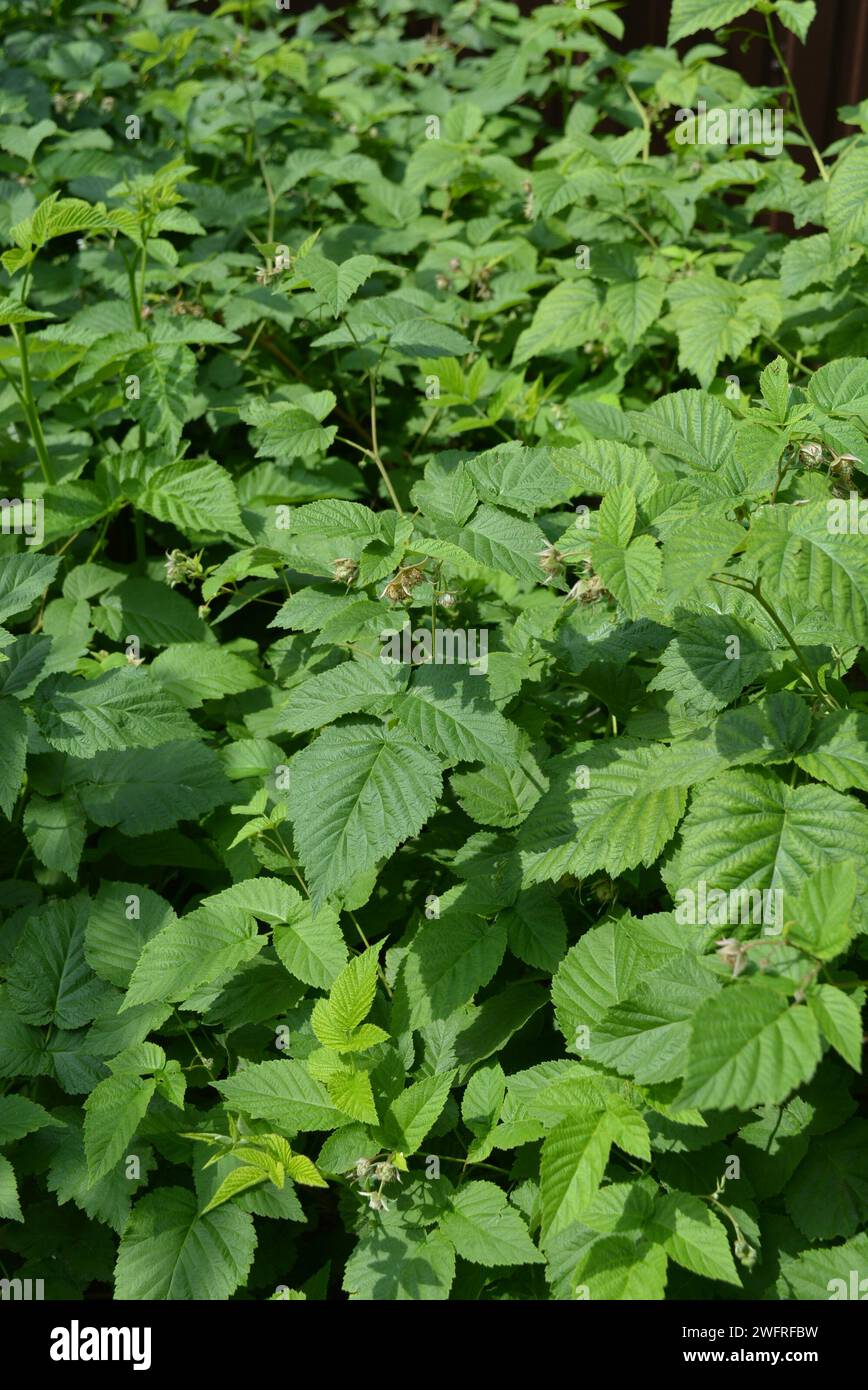 Home garden, young and green raspberry shoots with large leaves growing ...