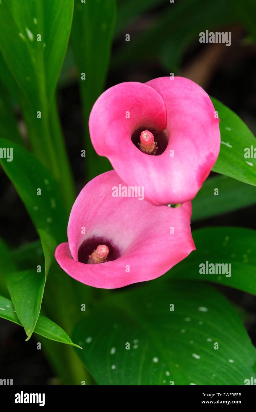 Pink calla lily hi-res stock photography and images - Alamy