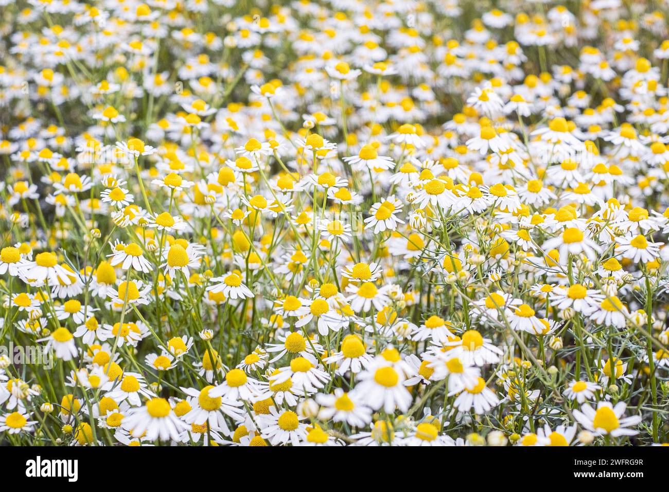 Chamomile flower field. Daisy in the nature. Flowers in summer day ...