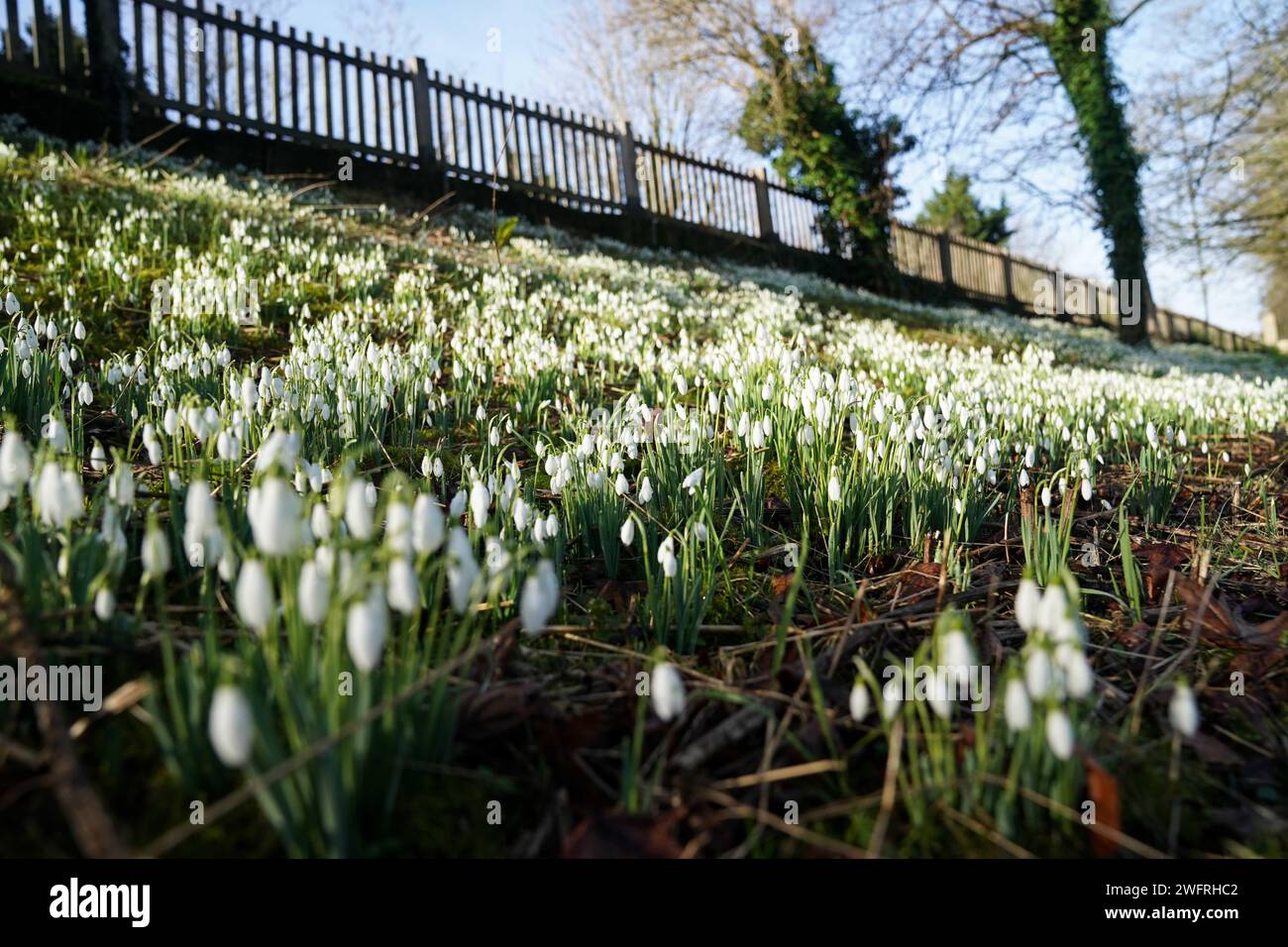 Snowdrops in bloom at St Nicholas' Park, Warwick, during a bright ...