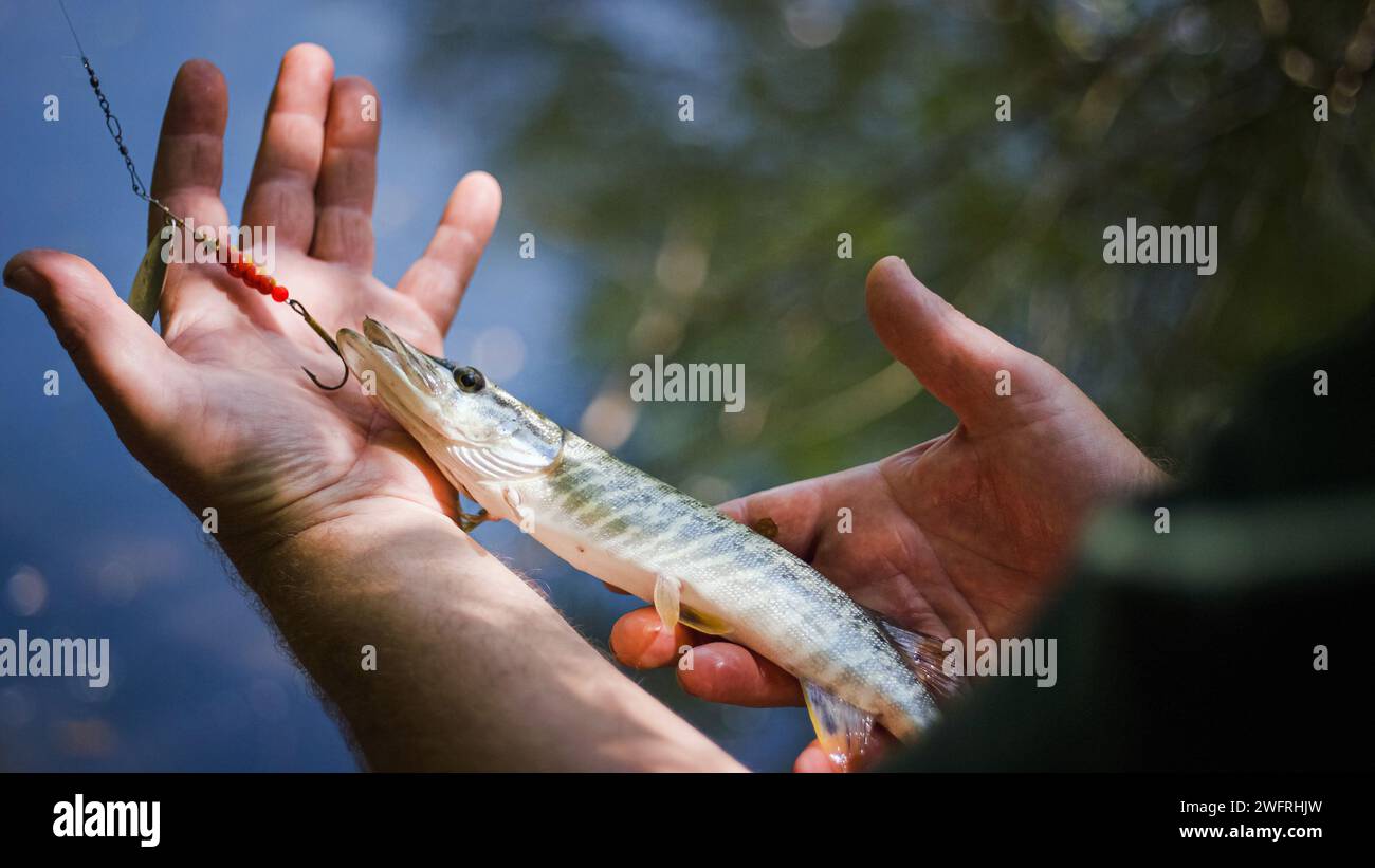 Sports fisherman's hands holding a fish caught on the fishing hook ...