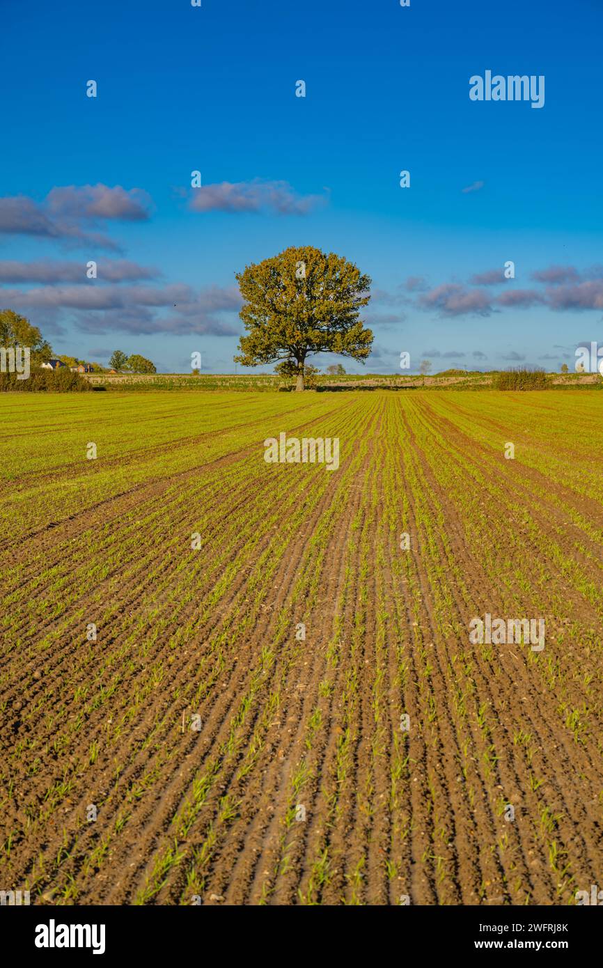 Goldhanger village hi-res stock photography and images - Alamy
