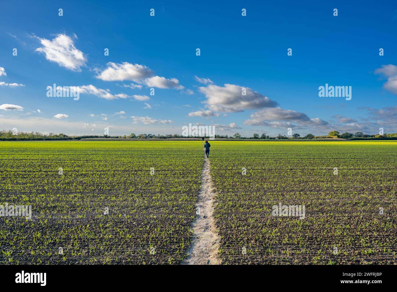 Fields with winter wheat at Goldhanger Near Maldon Essex Stock Photo ...