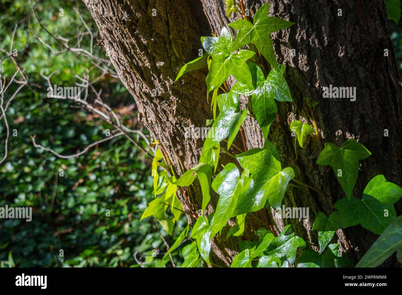 Ivy plant on the tree with sun over leaves Stock Photo - Alamy