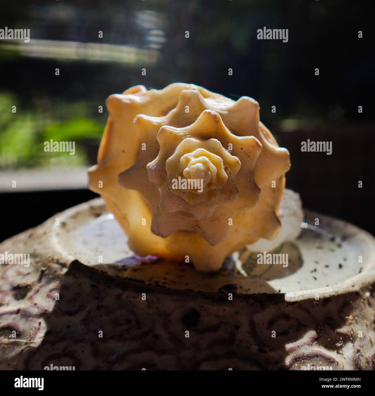 Spiral seashell hi-res stock photography and images - Alamy