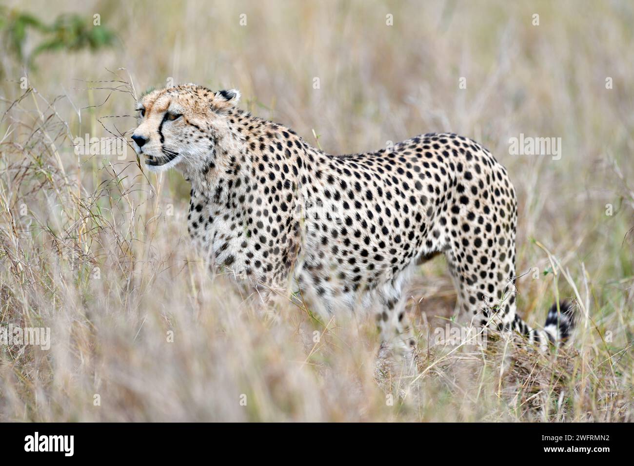 Gepard der schnelle Läufer von Afrika Stock Photo - Alamy