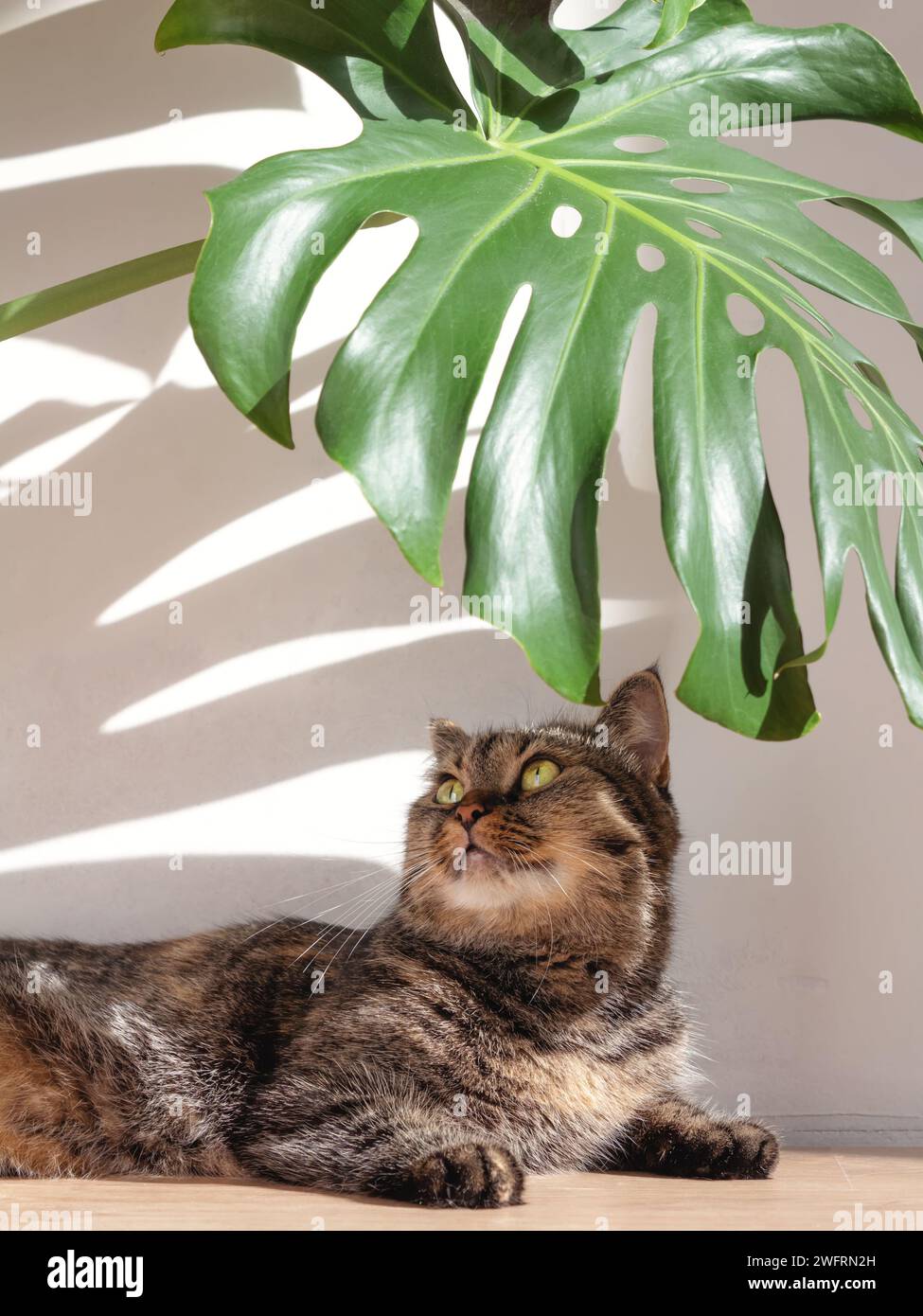 A domestic cat lies under a monstera leaf in the sunlight leaving long ...