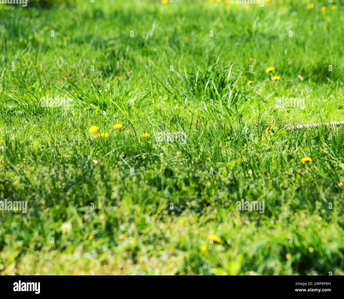 closeup of grassy lawn with weeds. organic nature background in spring ...