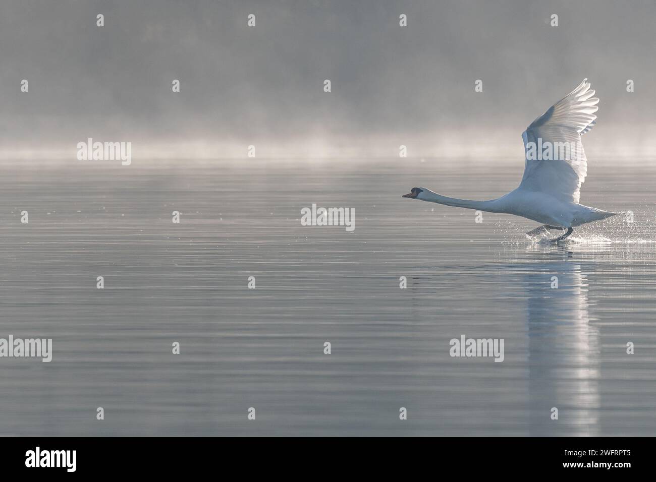 Mute swan (Cygnus olor) on takeoff on the water of a lake, Bas-Rhin ...